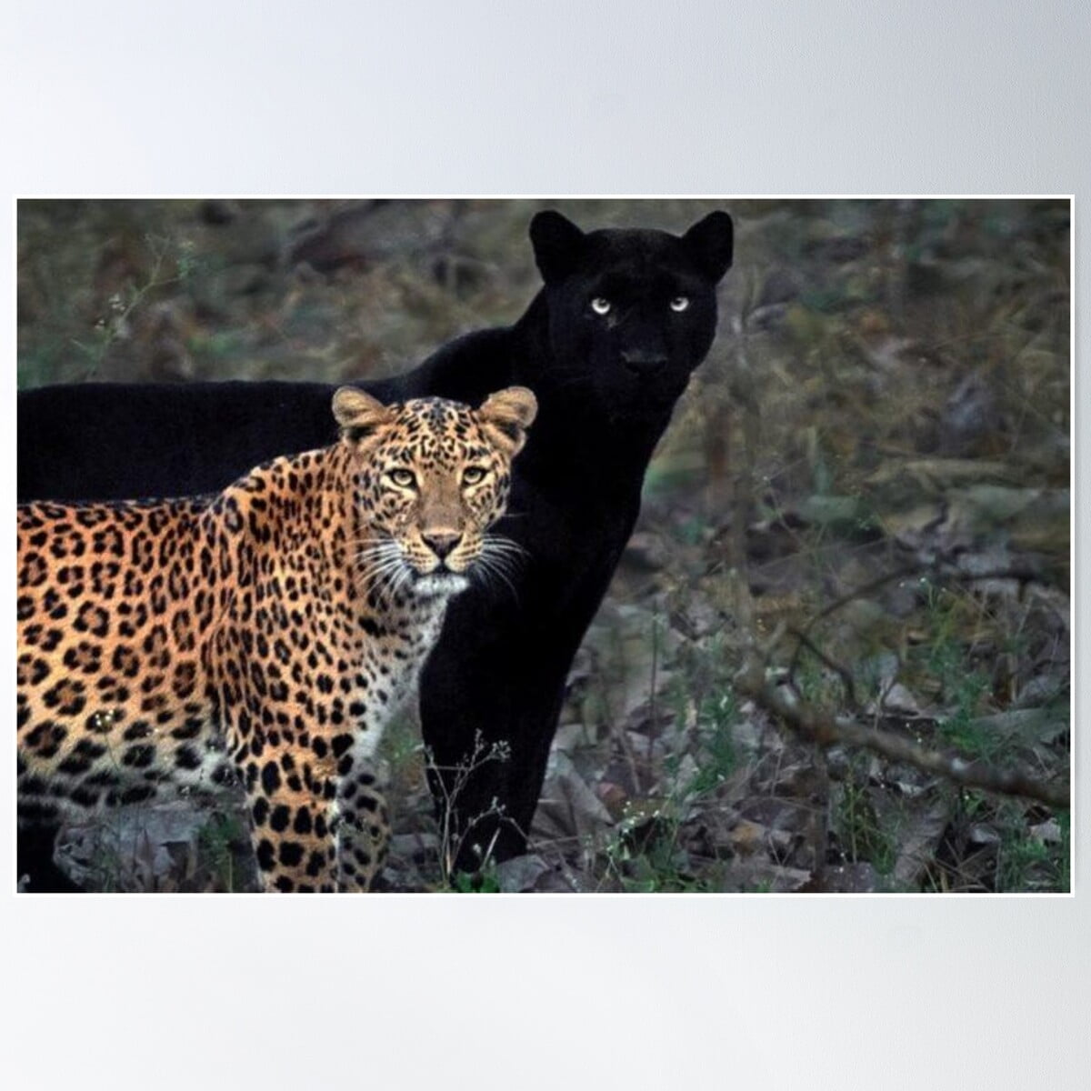 Panthers Are Beautiful Poster Wall Art, Modern Wall Decor For Living ...