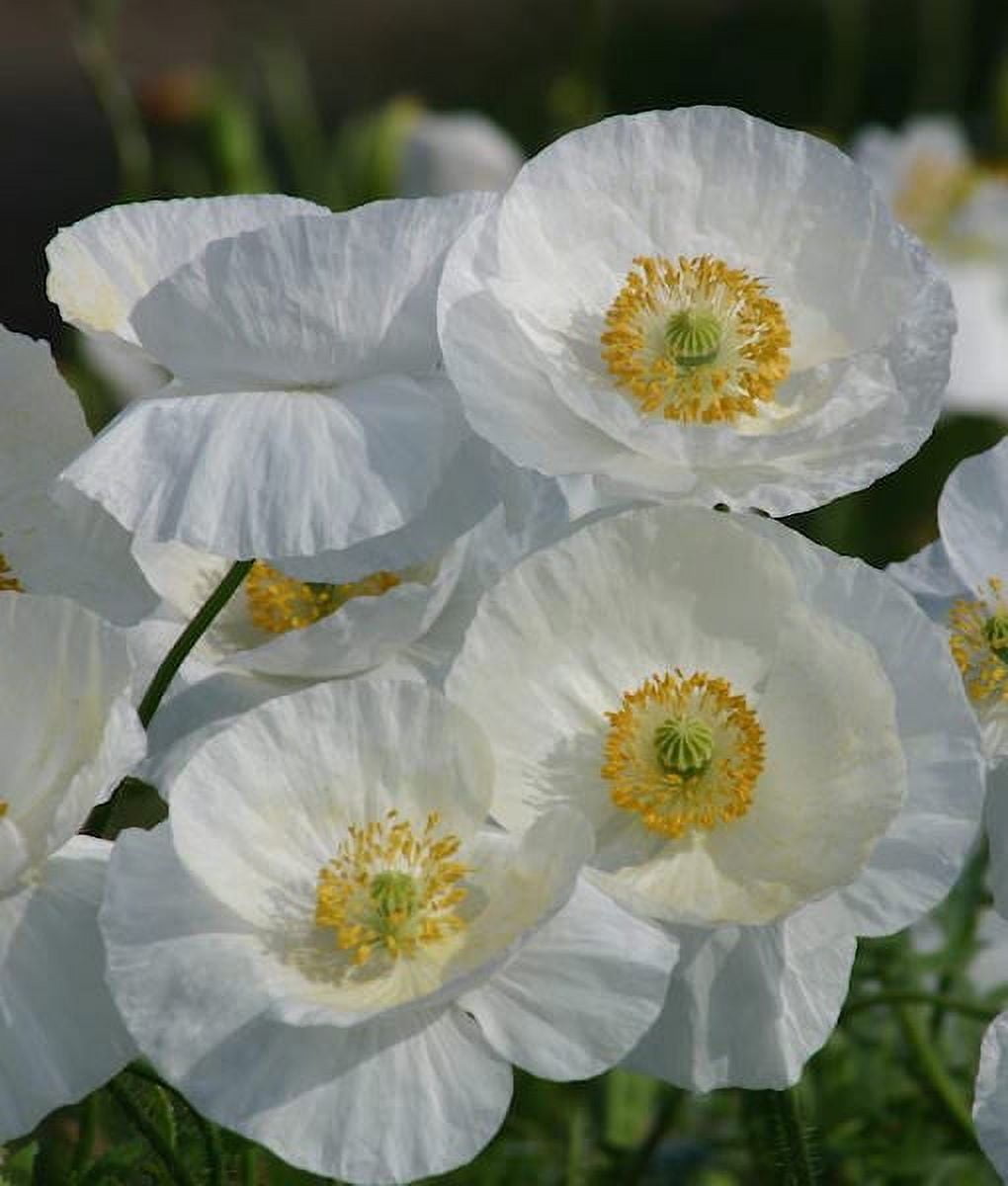 Papaver Rhoeas Bridal Silk White Poppy Flower Seeds - 1000 Seeds ...
