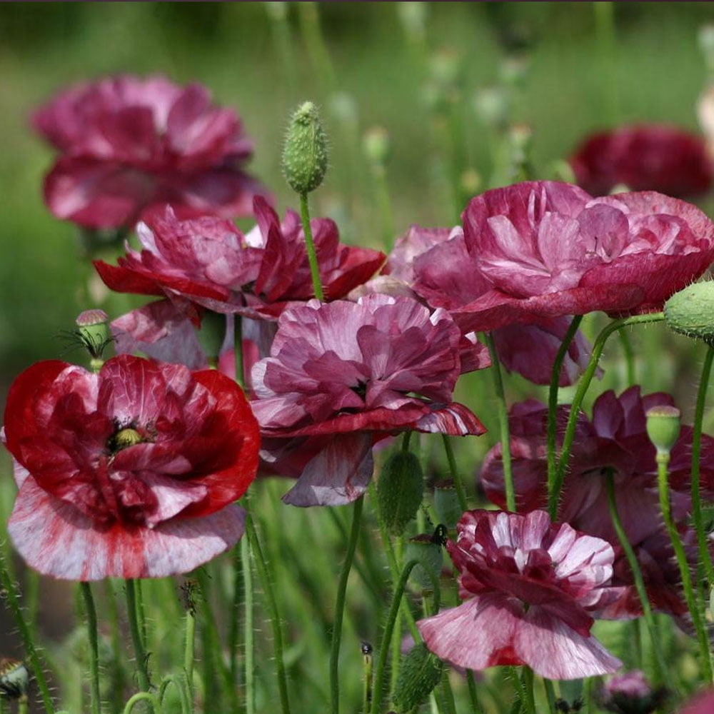 Papaver Rhoeas Pandora Poppy Flower Seeds - 1000 Seeds - Walmart.com