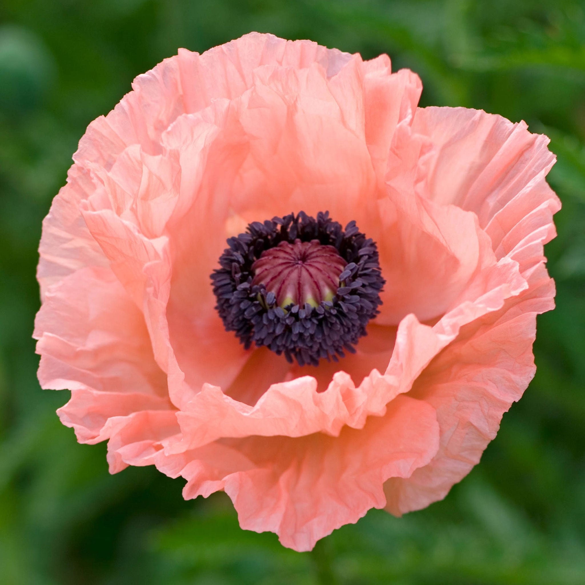 Papaver orientale Roots - Helen Elizabeth - 2 Roots - Pink Flower Bulbs ...