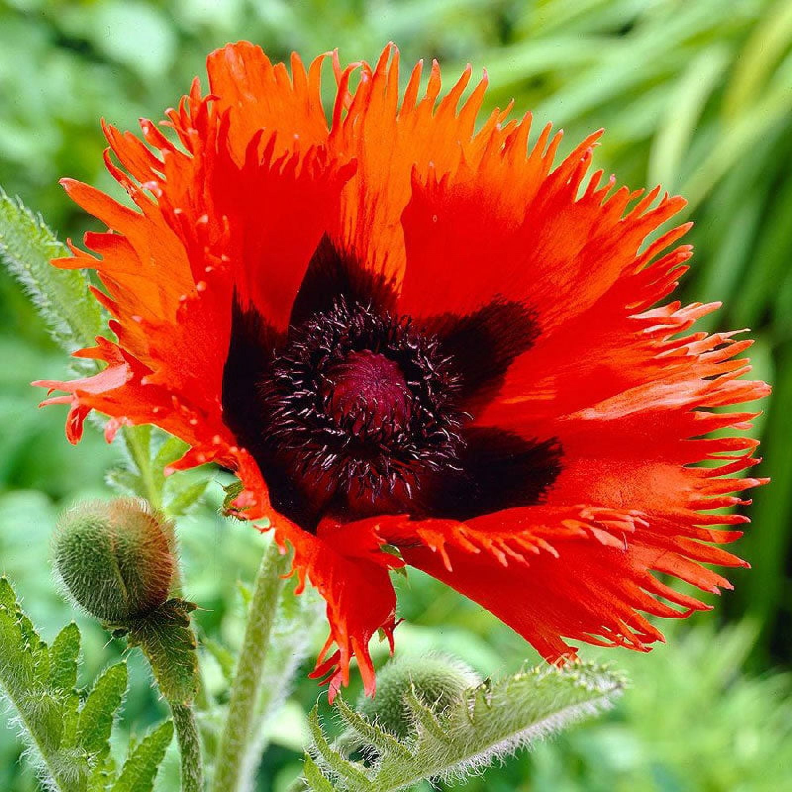 Papaver orientale Roots - Turkenlouis - 4 Roots - Red/Orange Flower ...