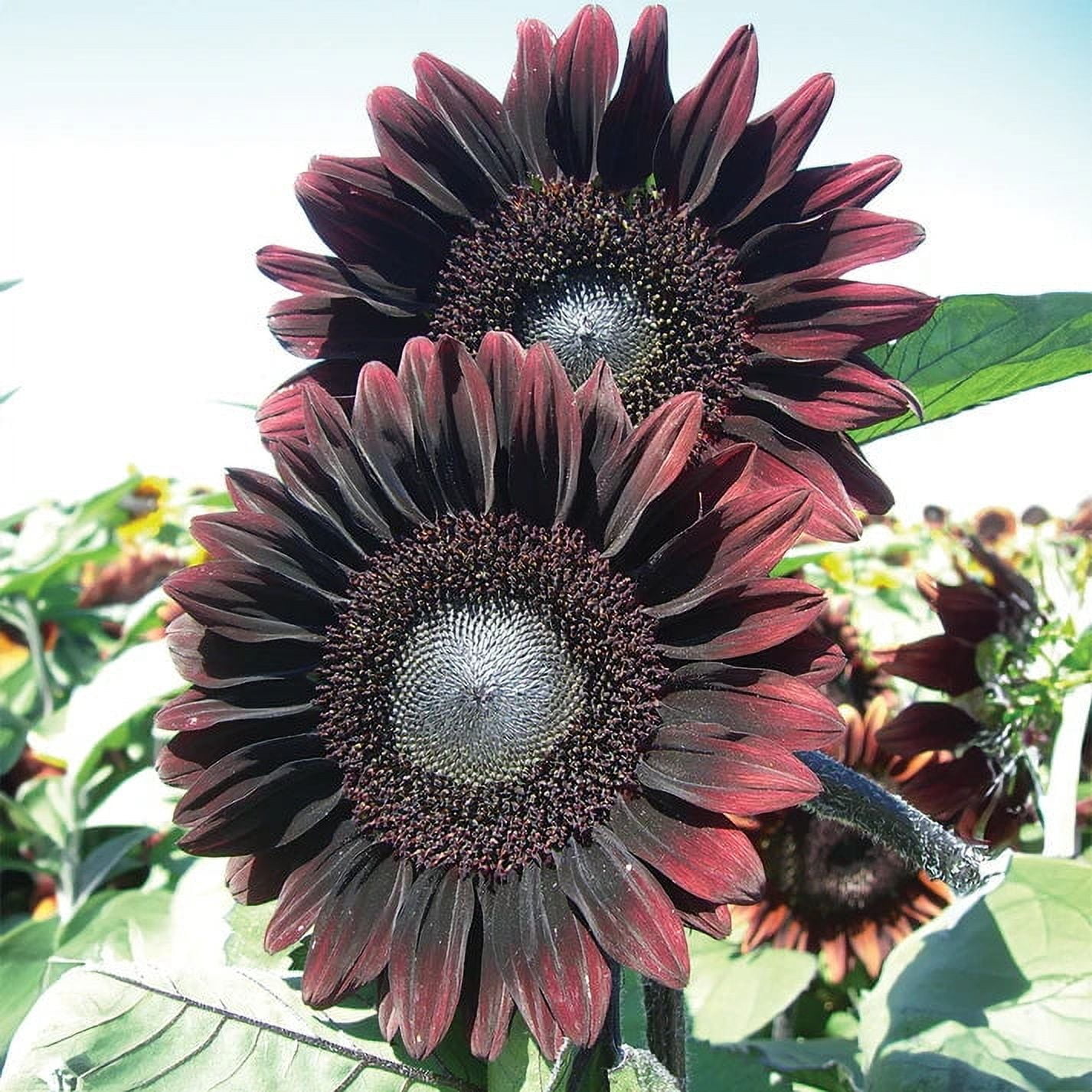 Papaw's Garden Supply Pro Cut Red Sunflower Seed 20 CT - Walmart.com