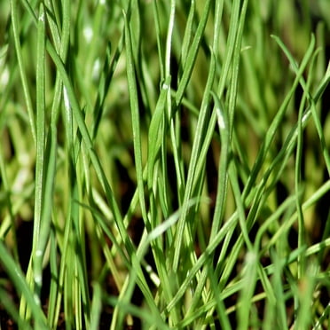 Premium Rough Fountain Dropseed Grass Seed, 100+ Seeds– Native ...