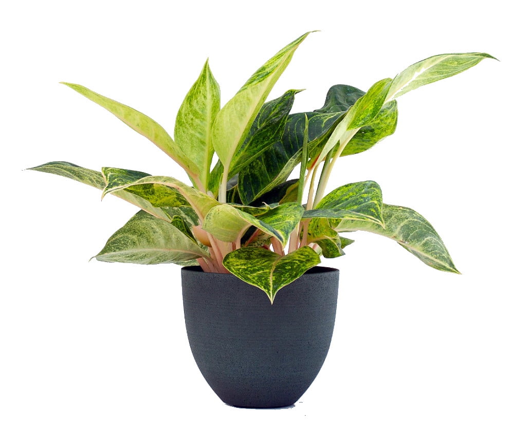 Papaya Chinese Evergreen Plant - Aglaonema - Low Light - 6" Pot ...