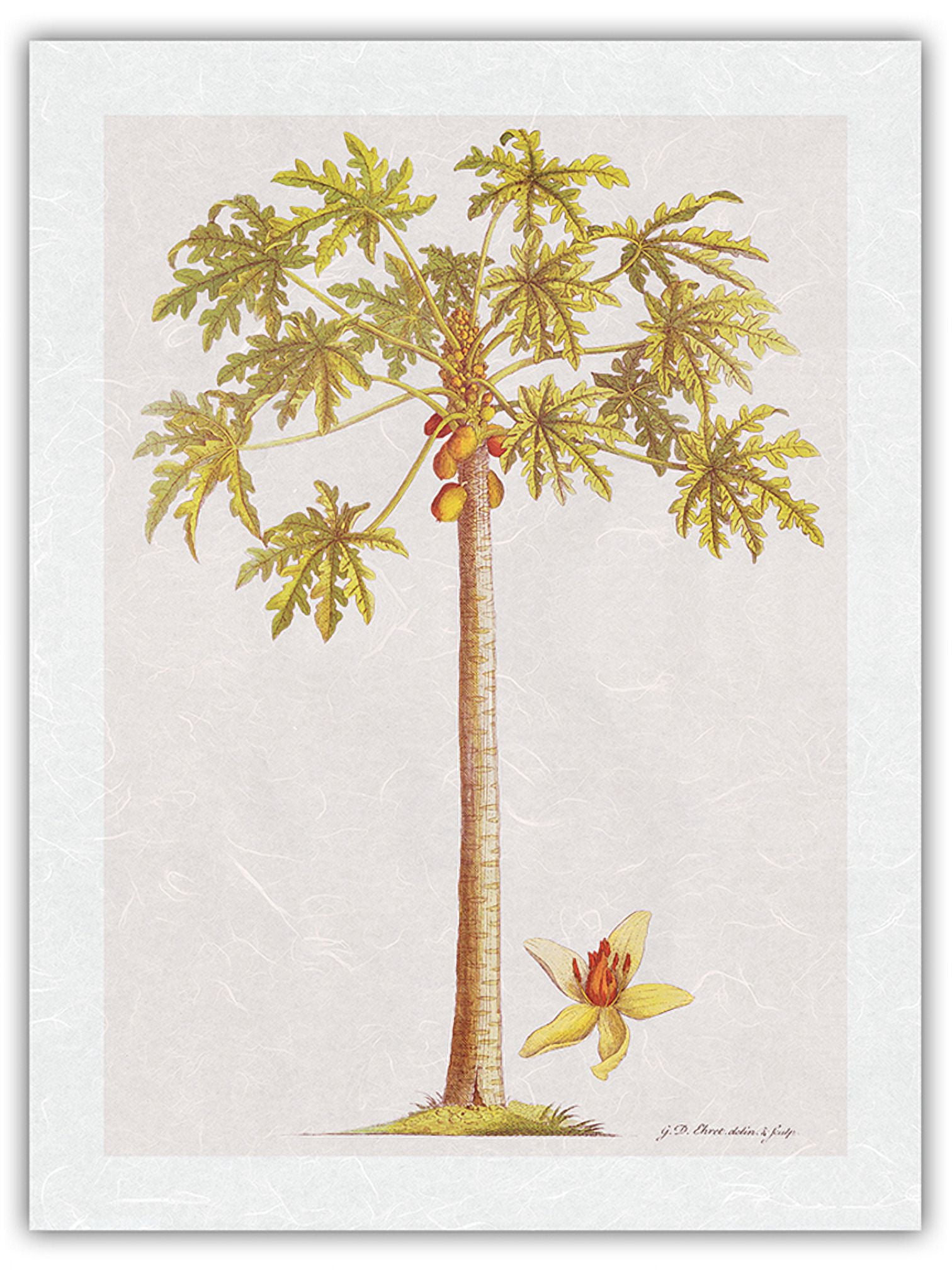 Papaya Tree (Carica papaya L.) - Vintage Botanical Illustration by ...