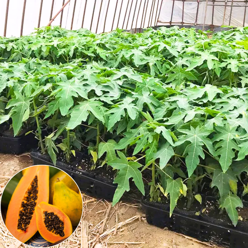 Papaya Tree Live Plant 5 to 10 Inc Tall, Starter Plant Well-Rooted ...