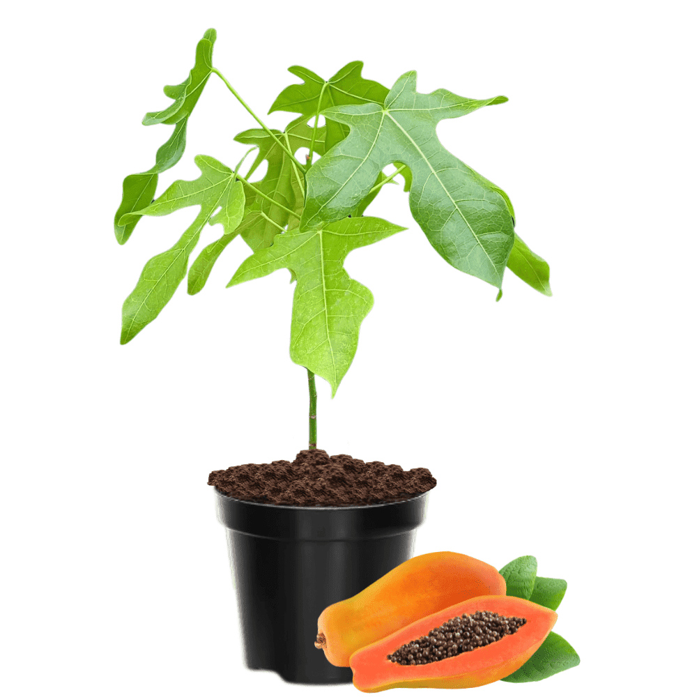 Papaya Tree Live Plant, 5–10 inch Tall, Tropical Fruit Tree for Outdoor ...
