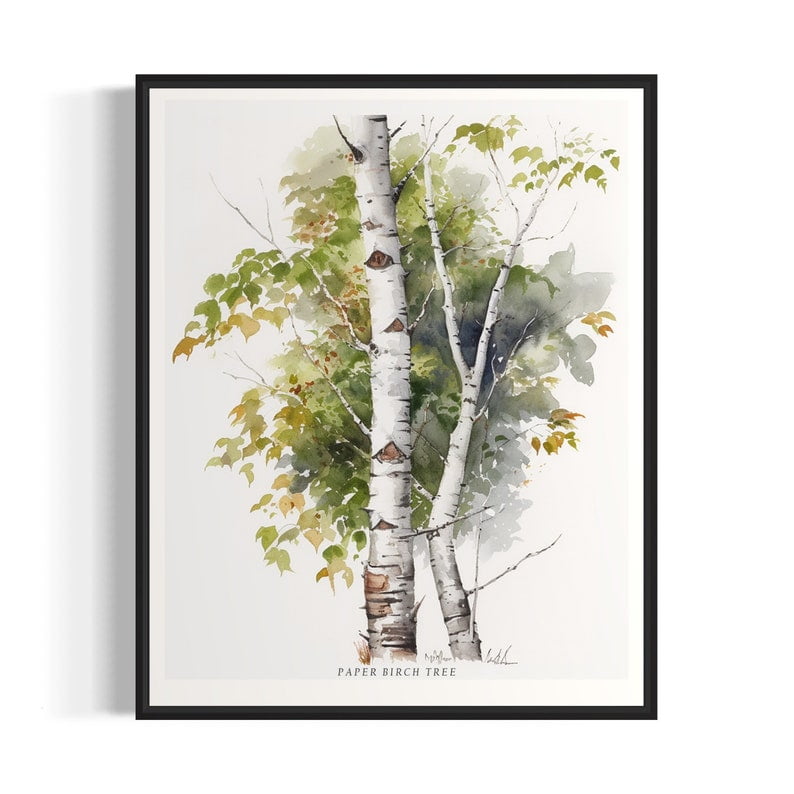 Paper Birch Tree Art Print, Paper Birch Wall Art Poster - Walmart.com
