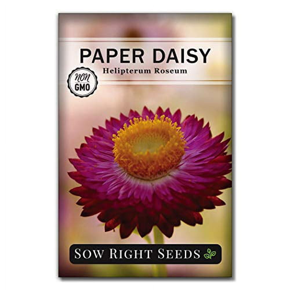 Paper Daisy Seeds - Non GMO Heirloom Varieties for Planting - Walmart.com