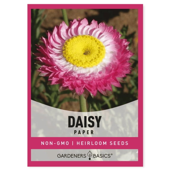 Paper Daisy Seeds - Walmart.com