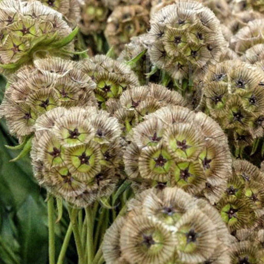 Paper Moon Starflower Seeds (Scabiosa stellata) Packet of 40 Seeds C21 ...