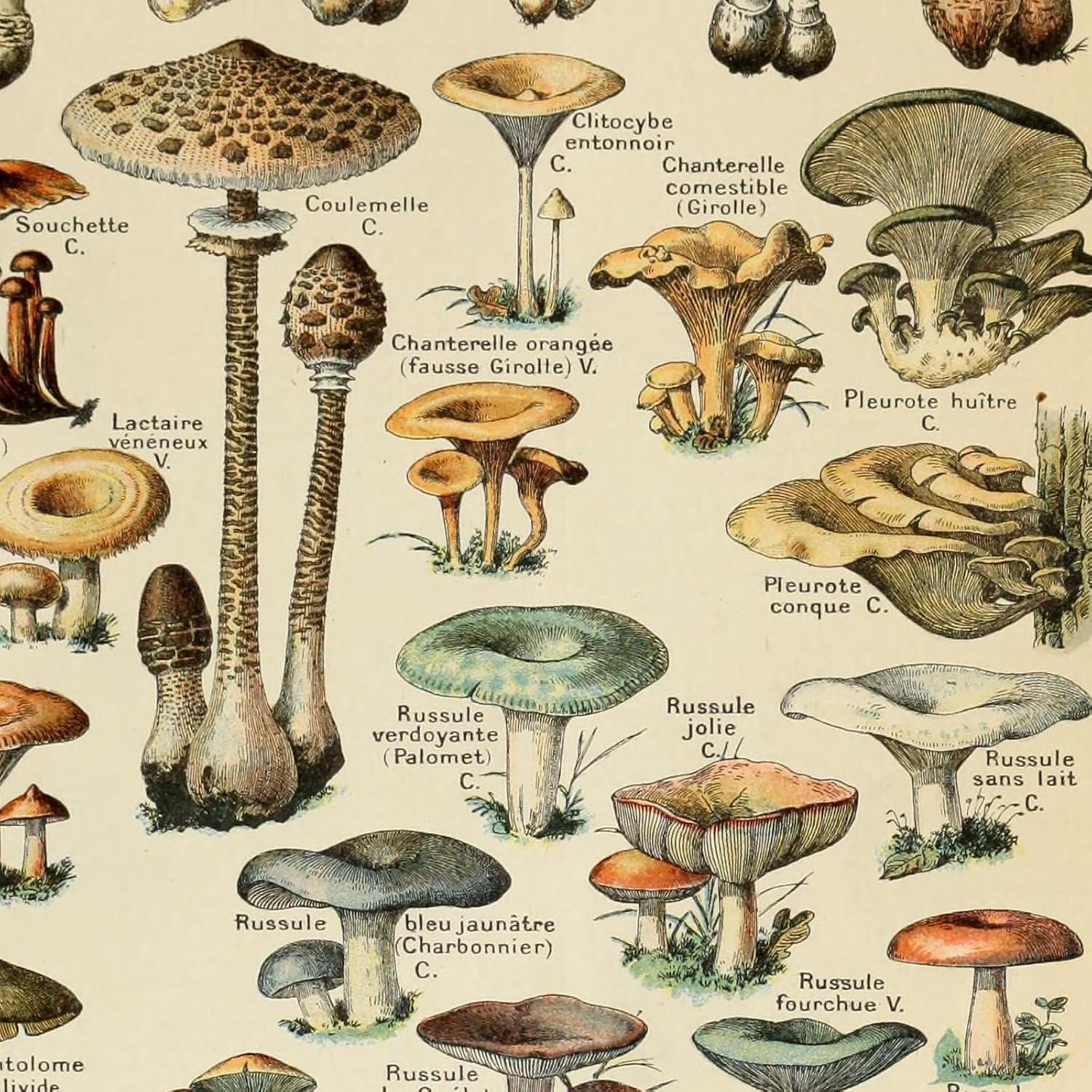 Paper Vintage Mushroom Poster, Educational Reference Chart Wall Art ...