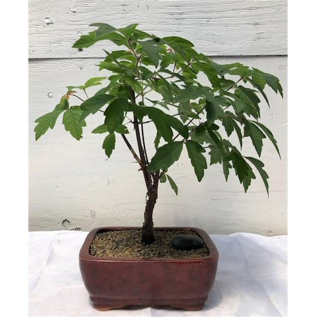 Paperbark Maple Bonsai Tree - Acer Griseum - Walmart.com
