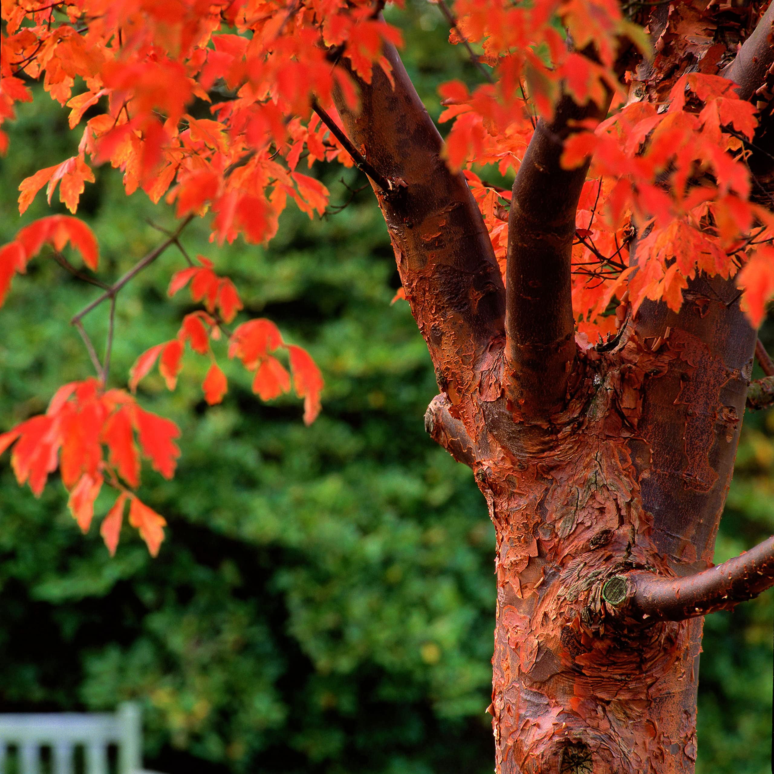 CZ Grain 30 Paperbark Maple Tree Plant Seeds, Cinnamon Colored ...