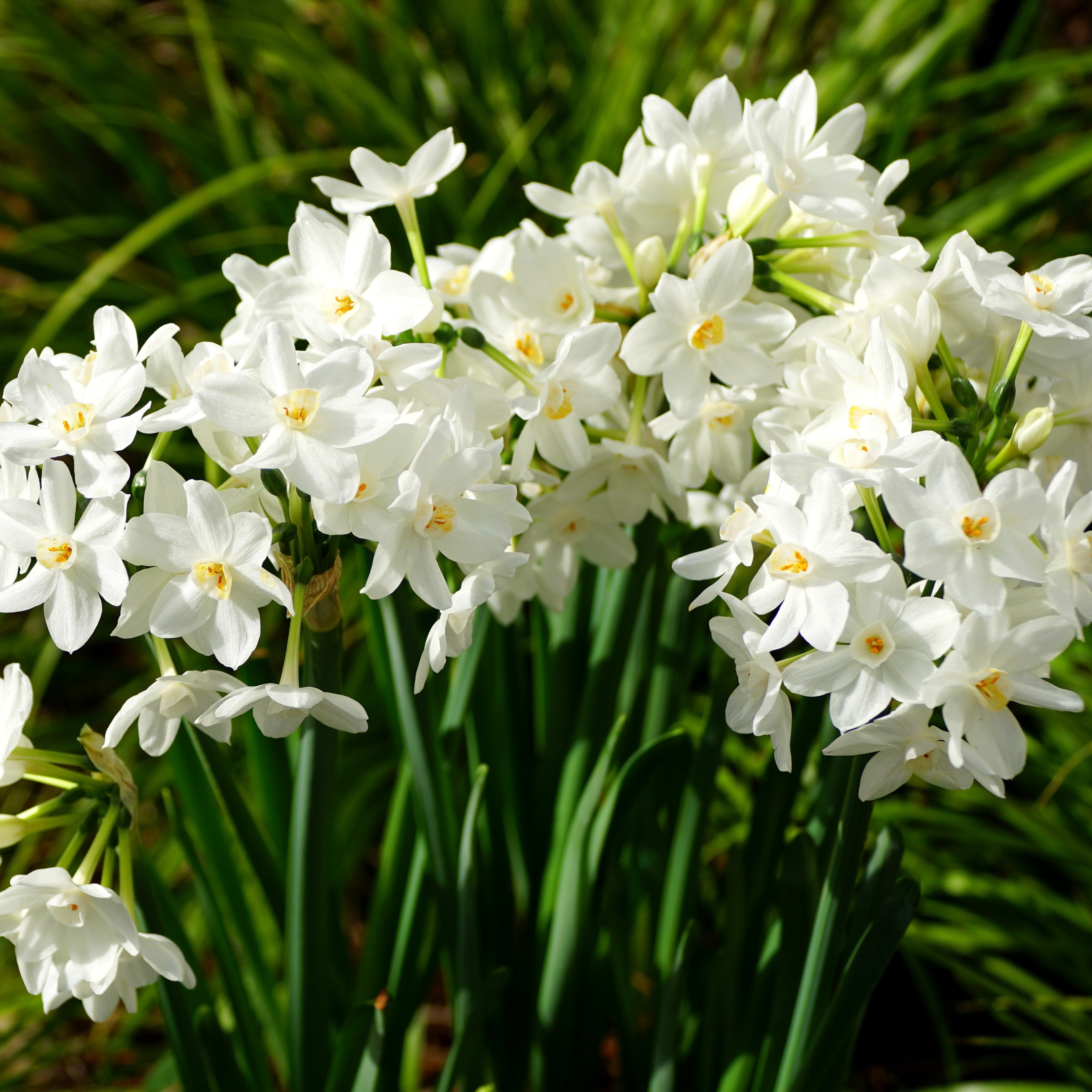 Paperwhite Fragrant Daffodils, 9 Bulbs - White Narcissus Flowers ...