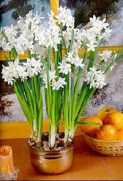 Paperwhite Narcissus 5 Bulbs - INDOORS - Very Fragrant! - Walmart.com