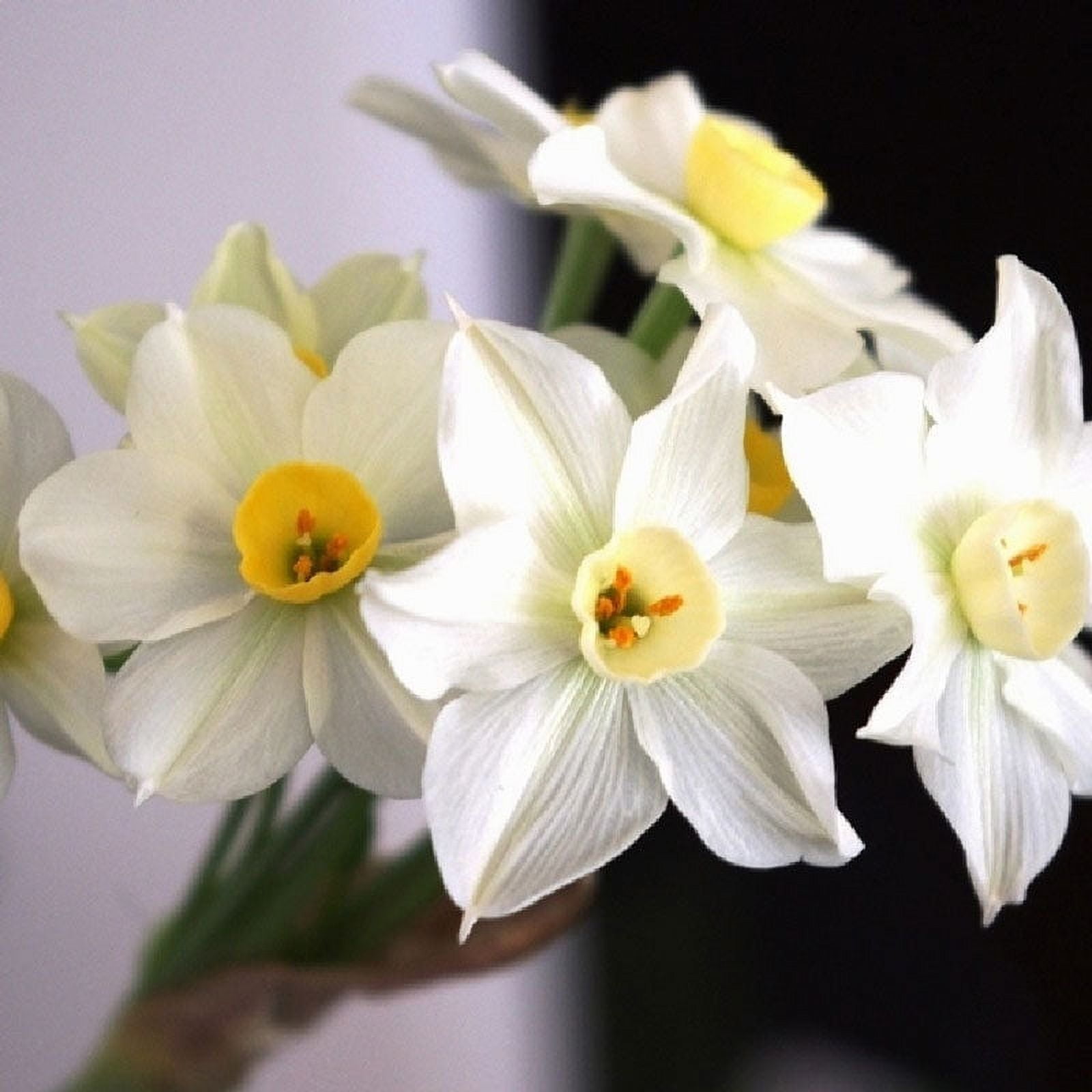 Paperwhite Narcissus Bulbs - Winter Sun - 20 Bulbs - White/Yellow ...