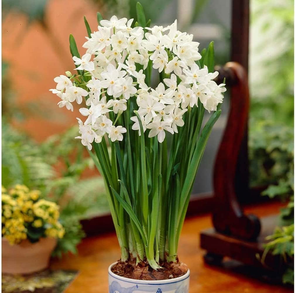 Paperwhite Ziva Bulbs - Fast Flowering Indoor Blooms - Largest Bulbs ...