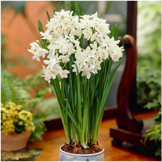 Paperwhite Ziva Bulbs - Fast Flowering Indoor Blooms - Largest Bulbs ...