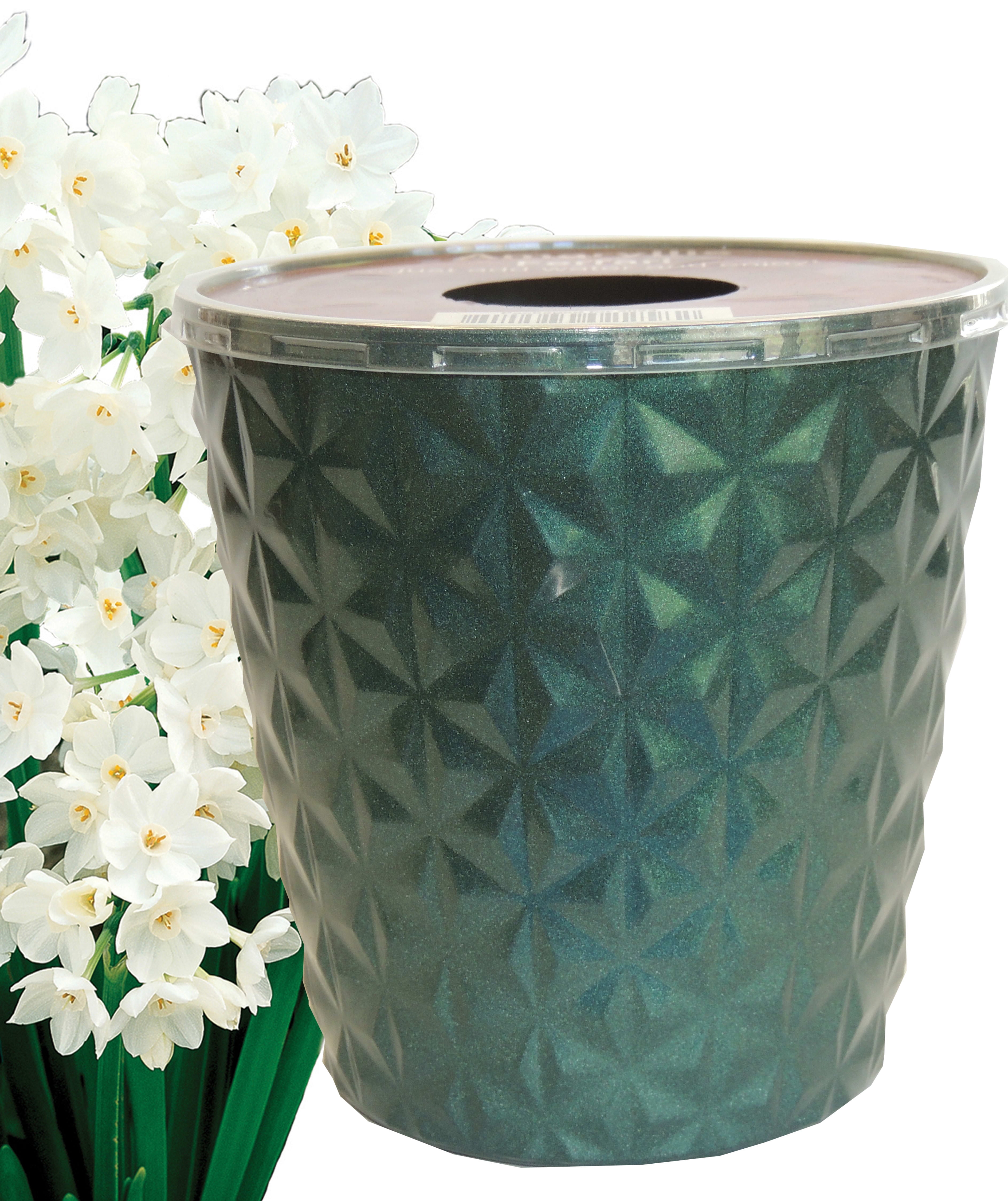 EuroBlooms Paperwhite Ziva Live Plants in 6-Inch Green Pot - Walmart.com