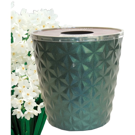 EuroBlooms Paperwhite Ziva Live Plants in 6-Inch Green Pot - Walmart.com
