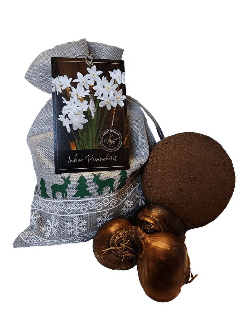 Paperwhite Ziva Holiday Gift Growing Kit, Includes a Silver Gift Bag, 5 ...