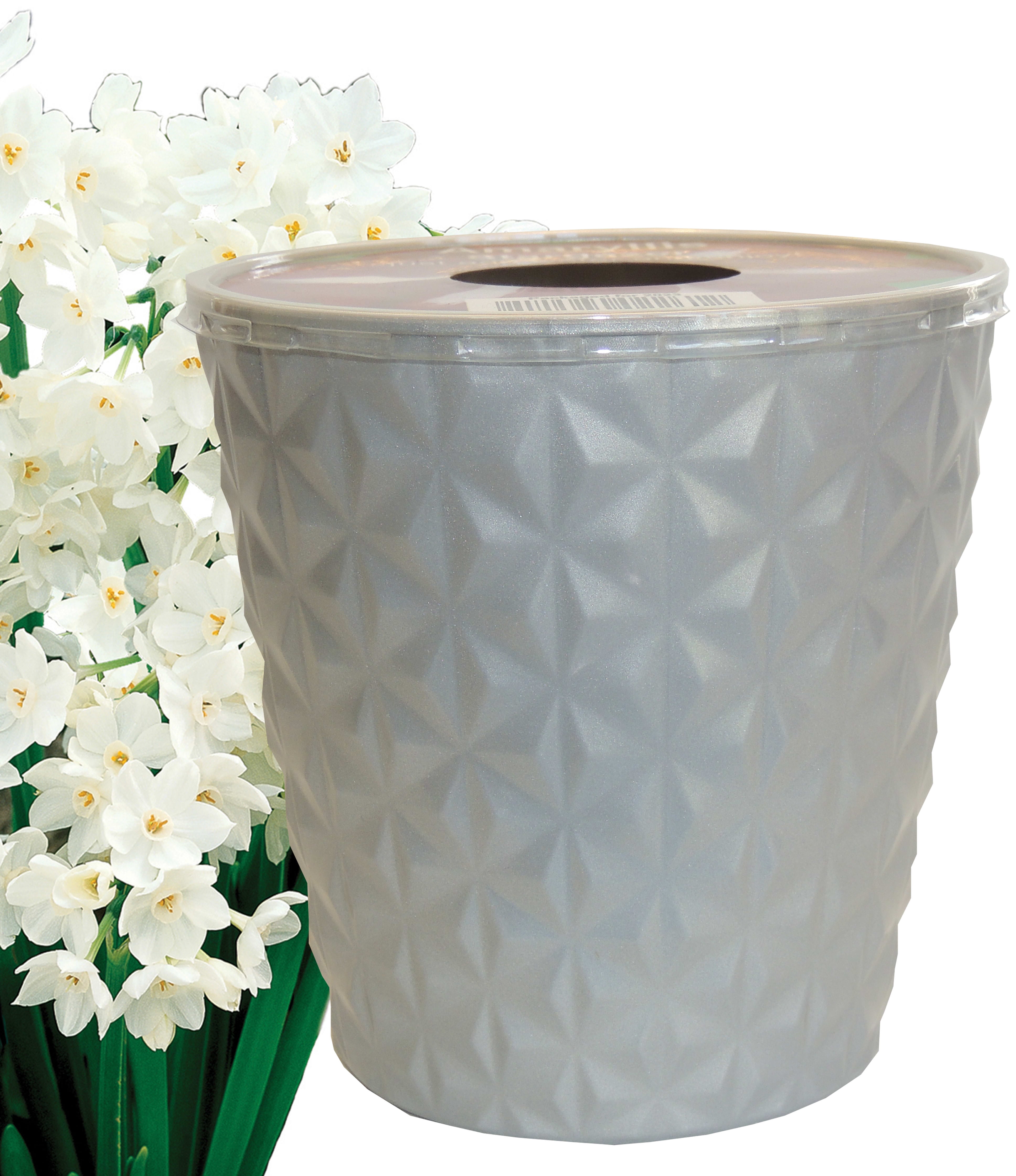 EuroBlooms Paperwhite Ziva Live Plants in 6 Inch Decorative Silver Pot ...