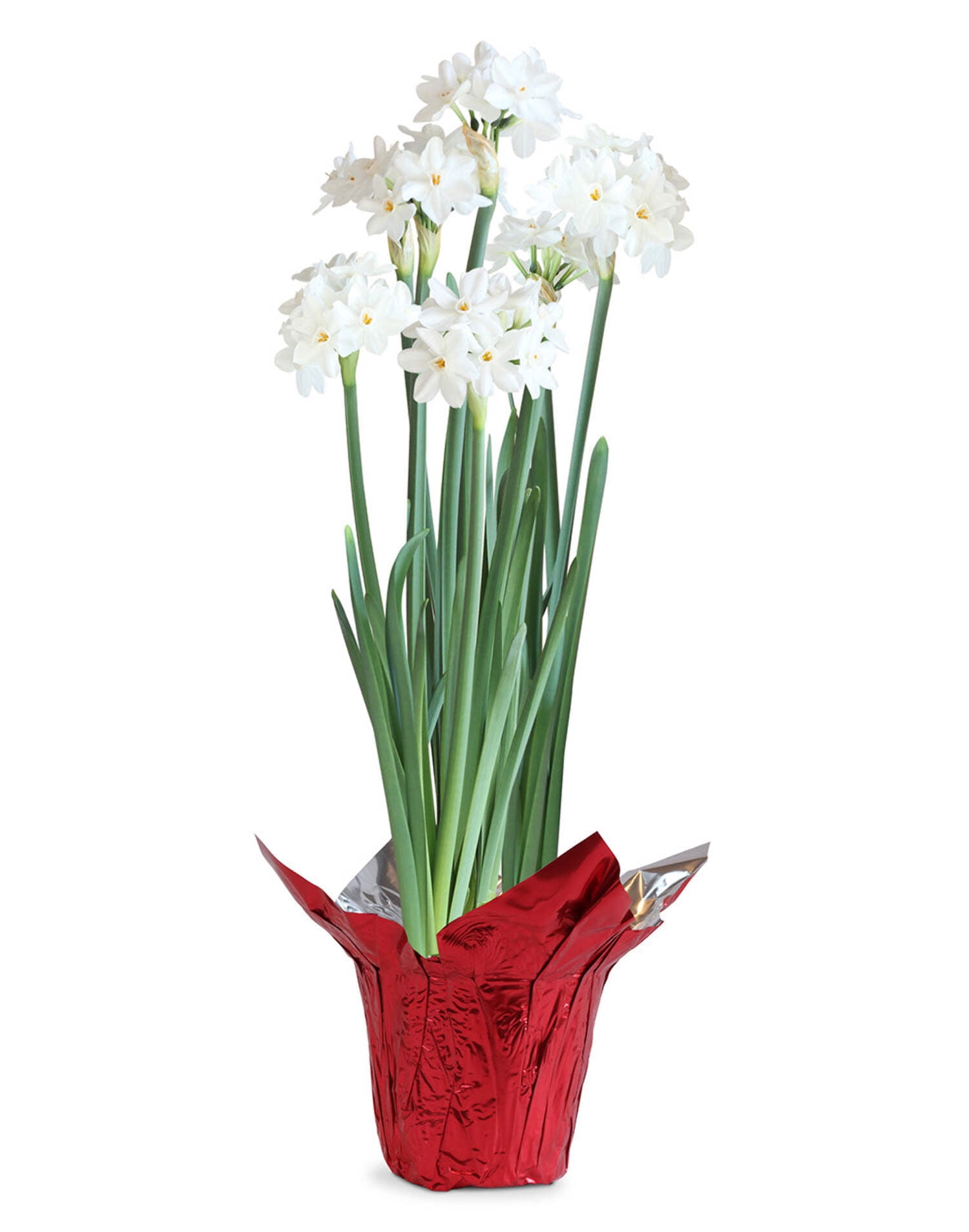 Paperwhites in Red Foil - Walmart.com