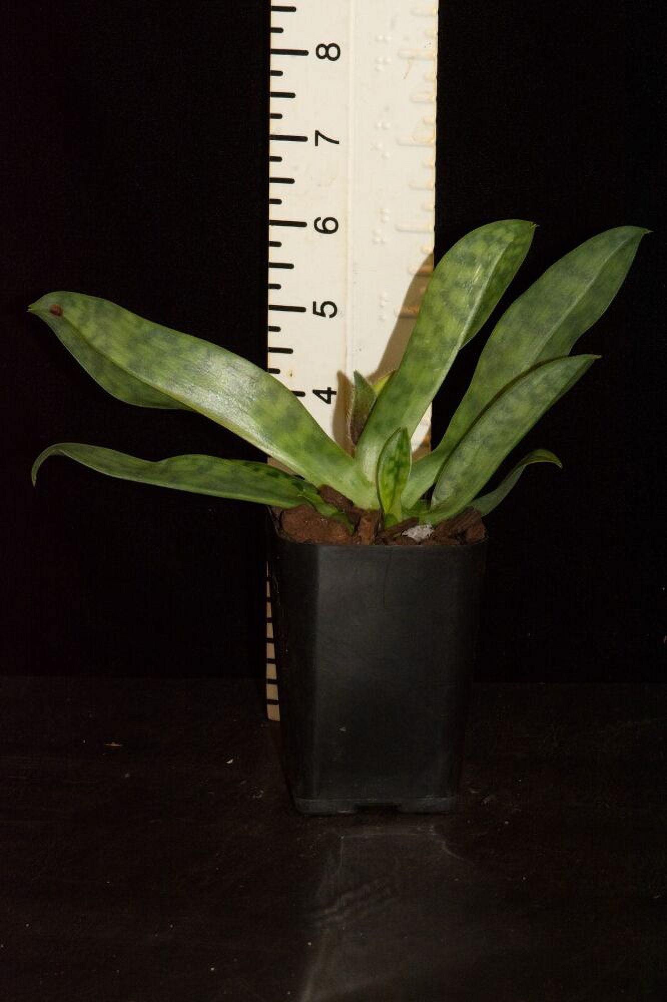 Paphiopedilum QF Pouli #4 (sangii x barbatum var. nigritum), in spike ...