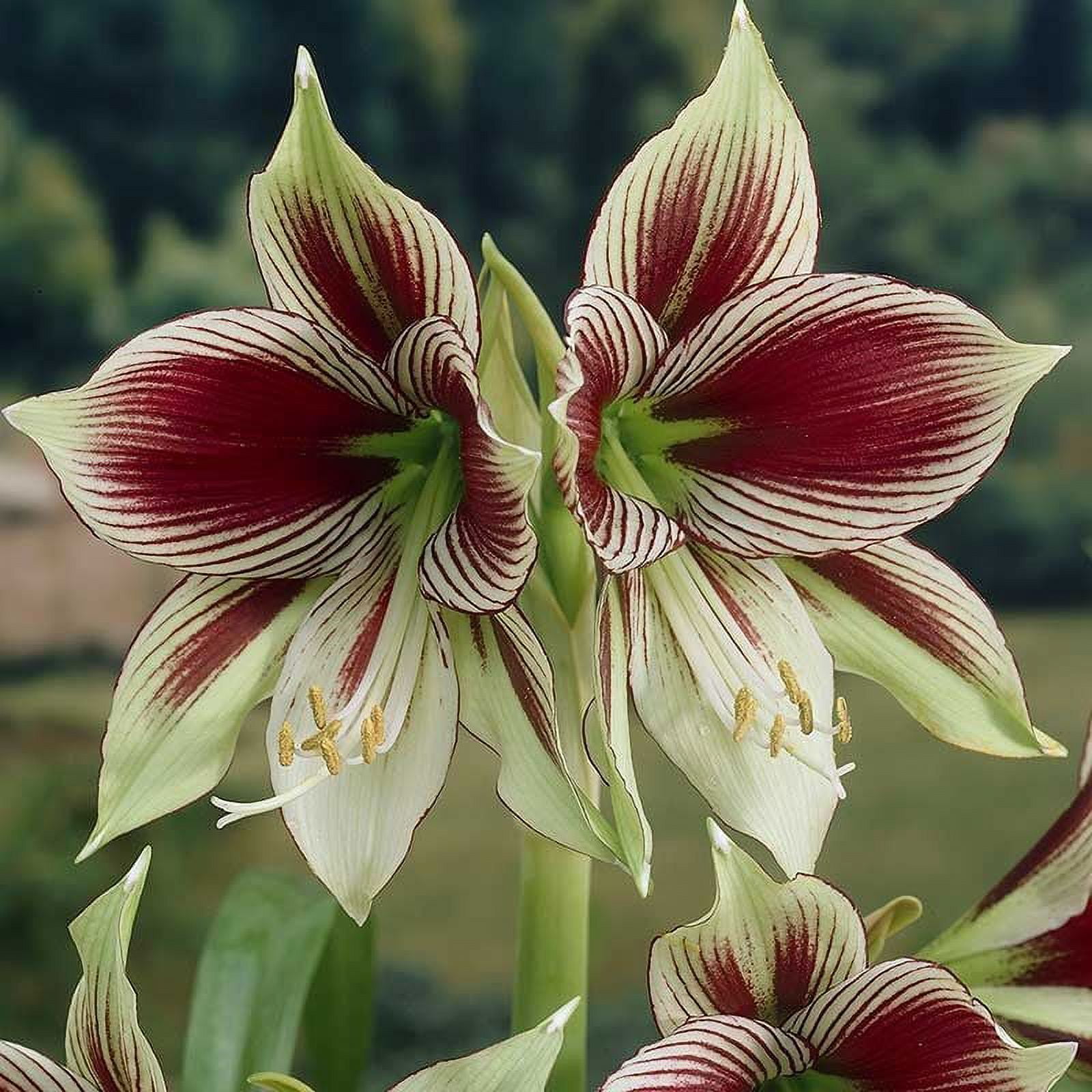 Papilio Butterfly Amaryllis Large Bulb - 24/26cm Bulb - Walmart.com
