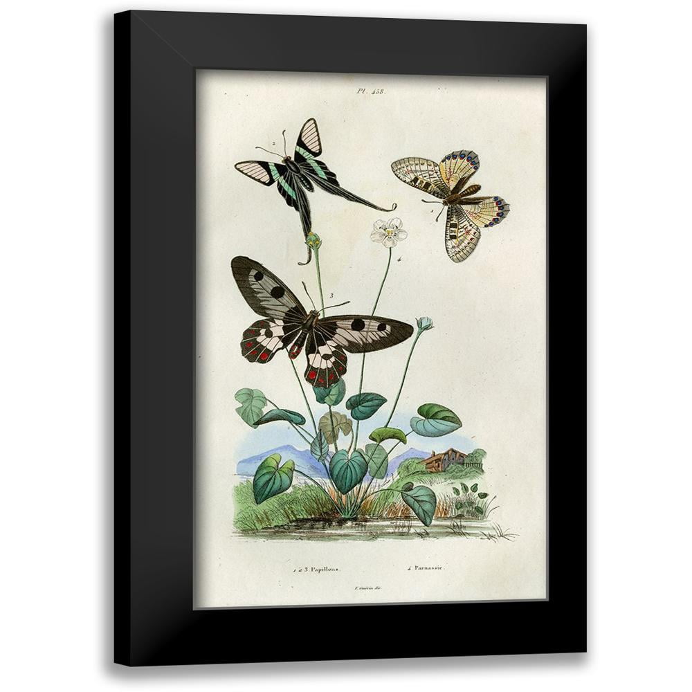 Papillons - Parnassie 10x14 Black Modern Framed Museum Art Print Titled ...