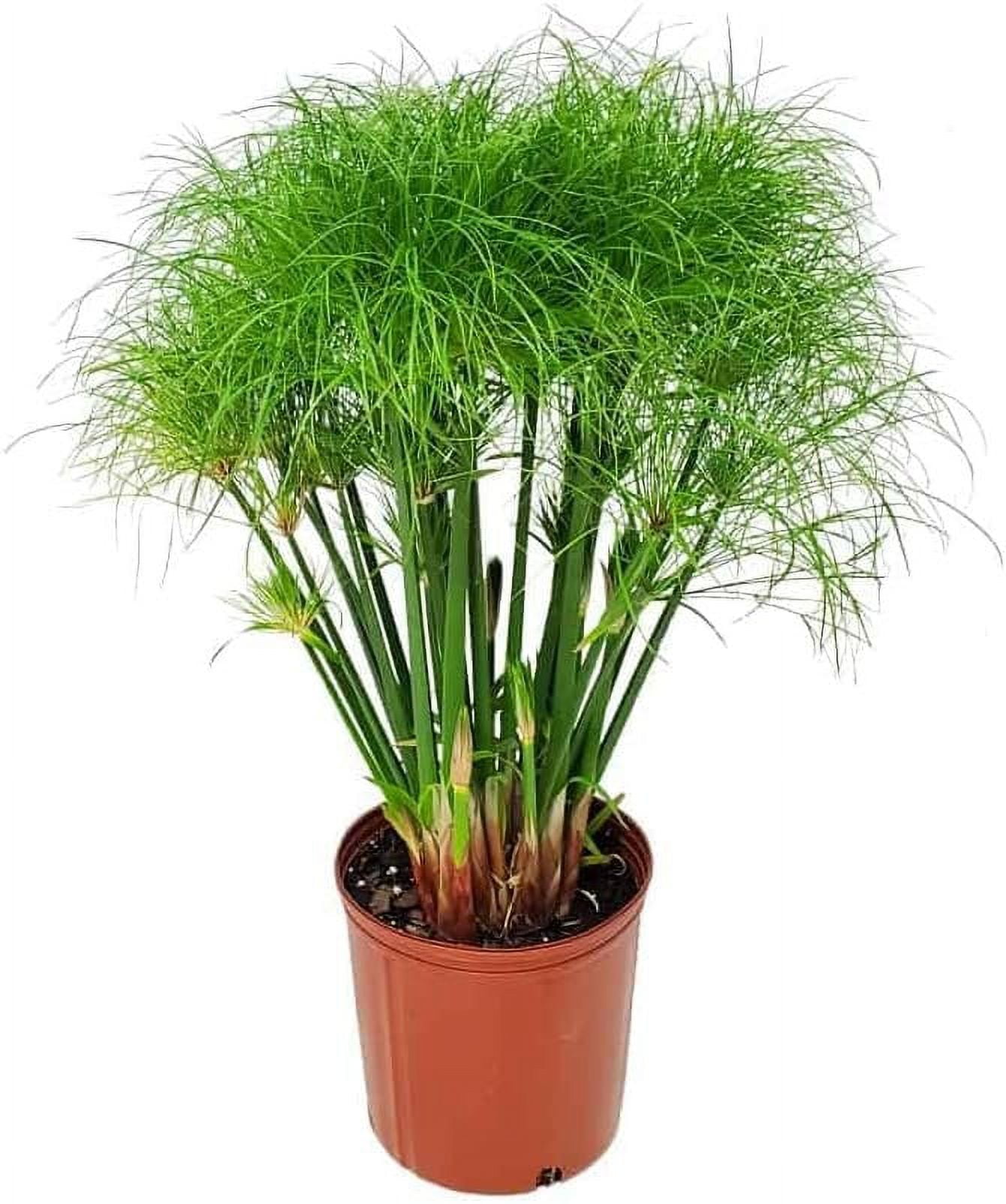 Papyrus Plant - Live Plant in a 10 Inch Pot - Cyperus Papyrus ...