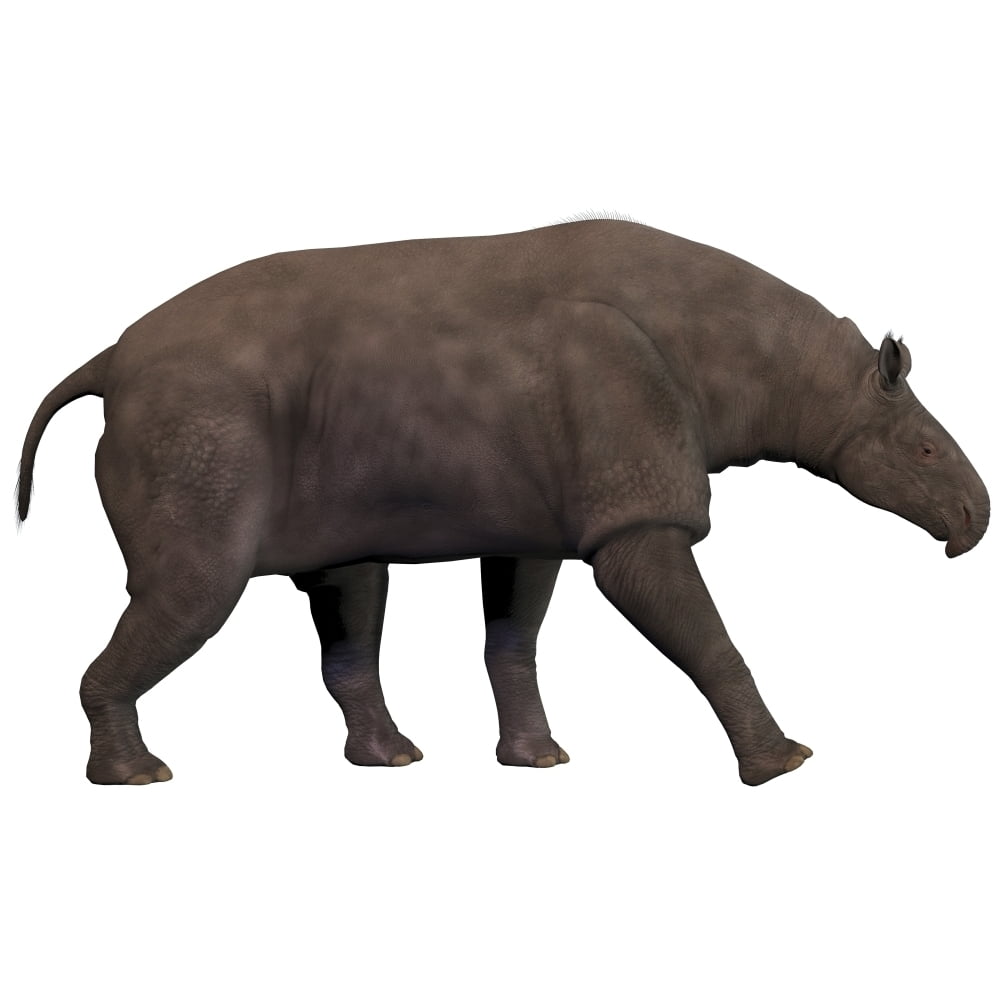 Paraceratherium an extinct rhinoceros-like mammal Poster Print ...
