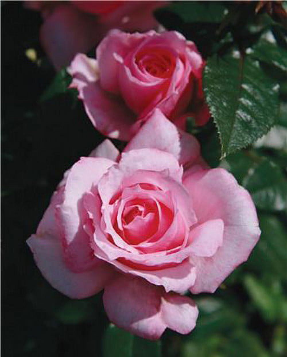 Parade Berna Live Miniature Rose Bush - Potted, Fragrant, Hardy for ...