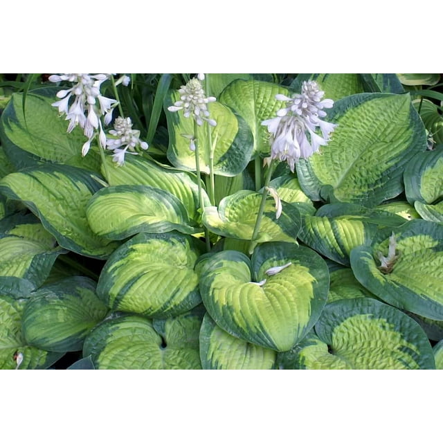 Paradigm Hosta - HOSTA OF THE YEAR 2007 - Quart Pot - Walmart.com