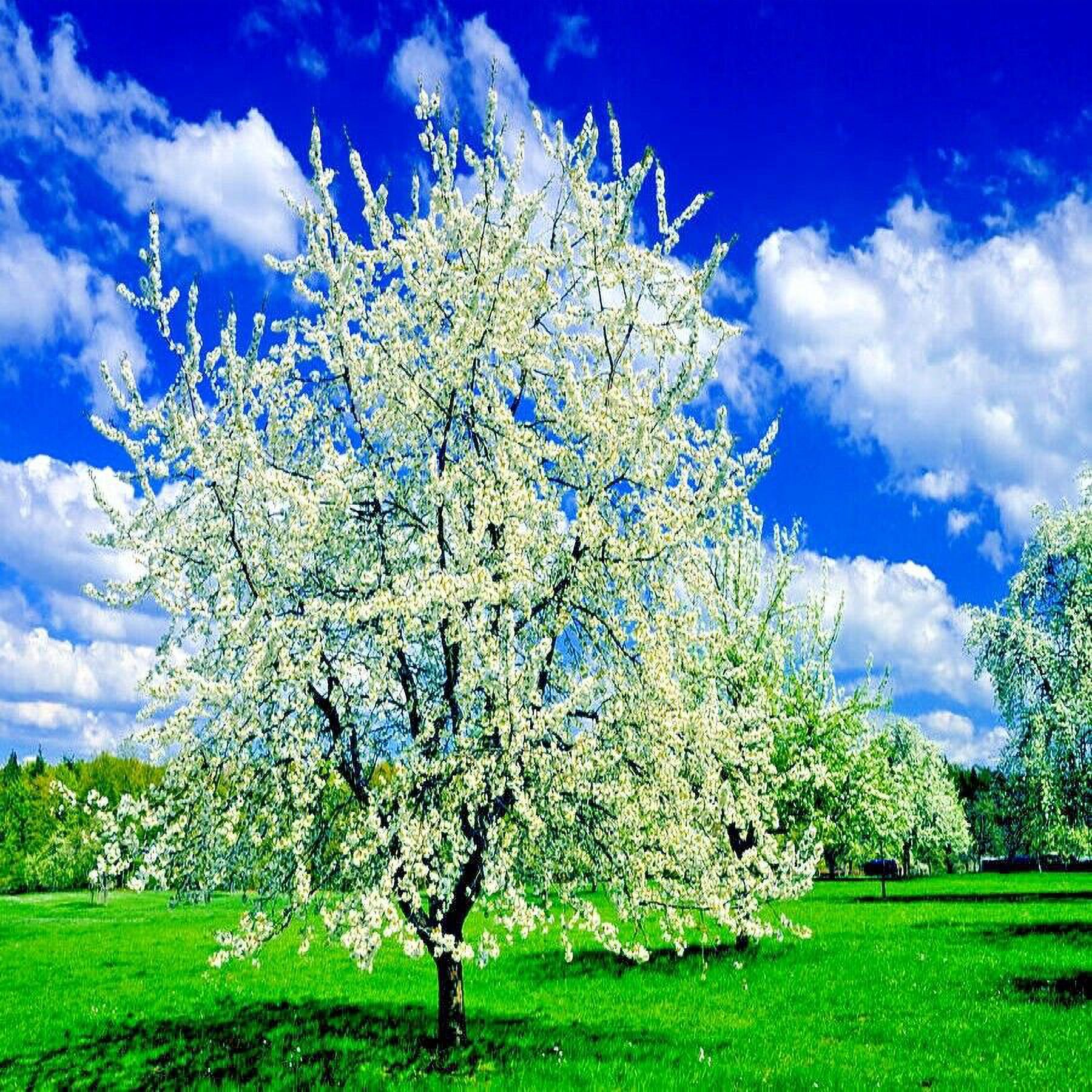 Paradise Apple Tree Seeds (Malus p.) "Red Delicious" Hardy-3 Garden ...