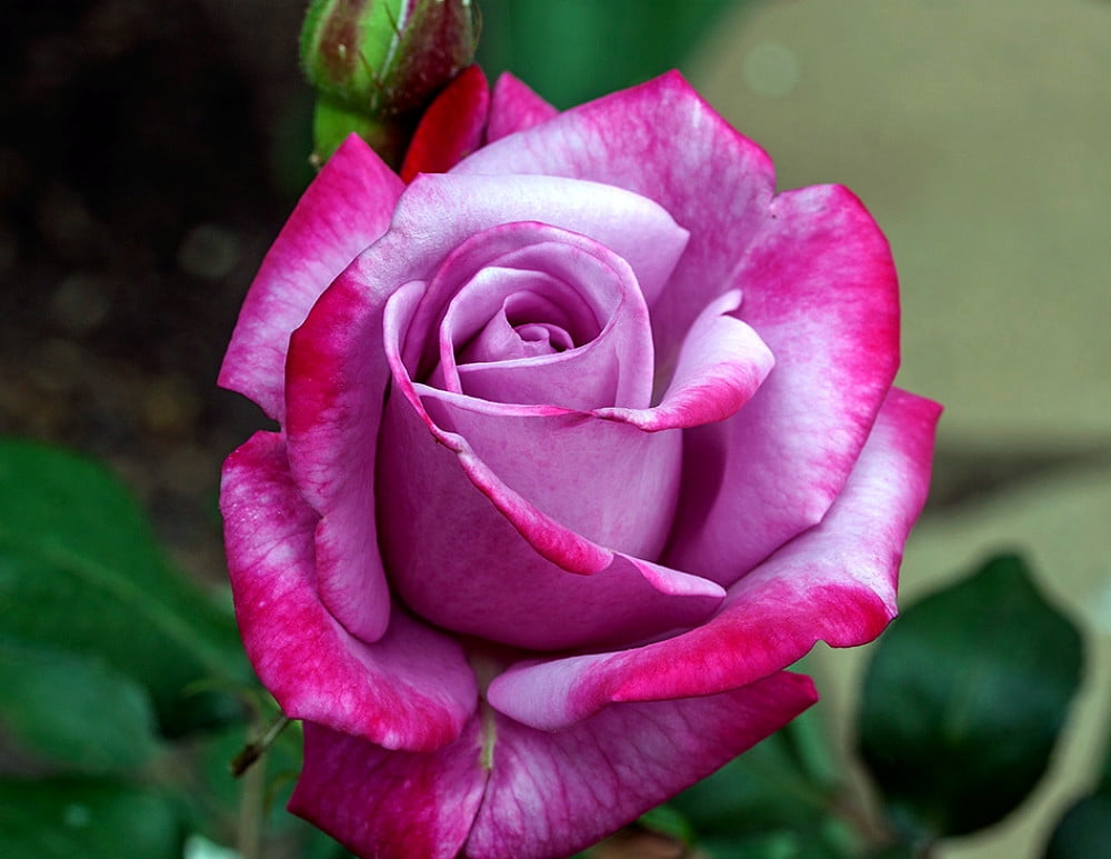 Paradise® Hybrid Tea Rose Bush - Bareroot - Walmart.com