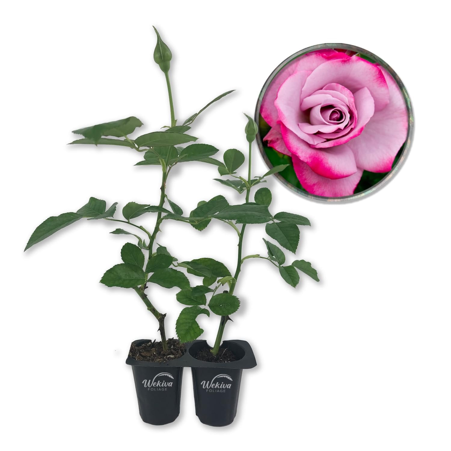 Paradise Rose Bush - 2 Live Starter Plants in 2 Inch Pots - Beautifully ...