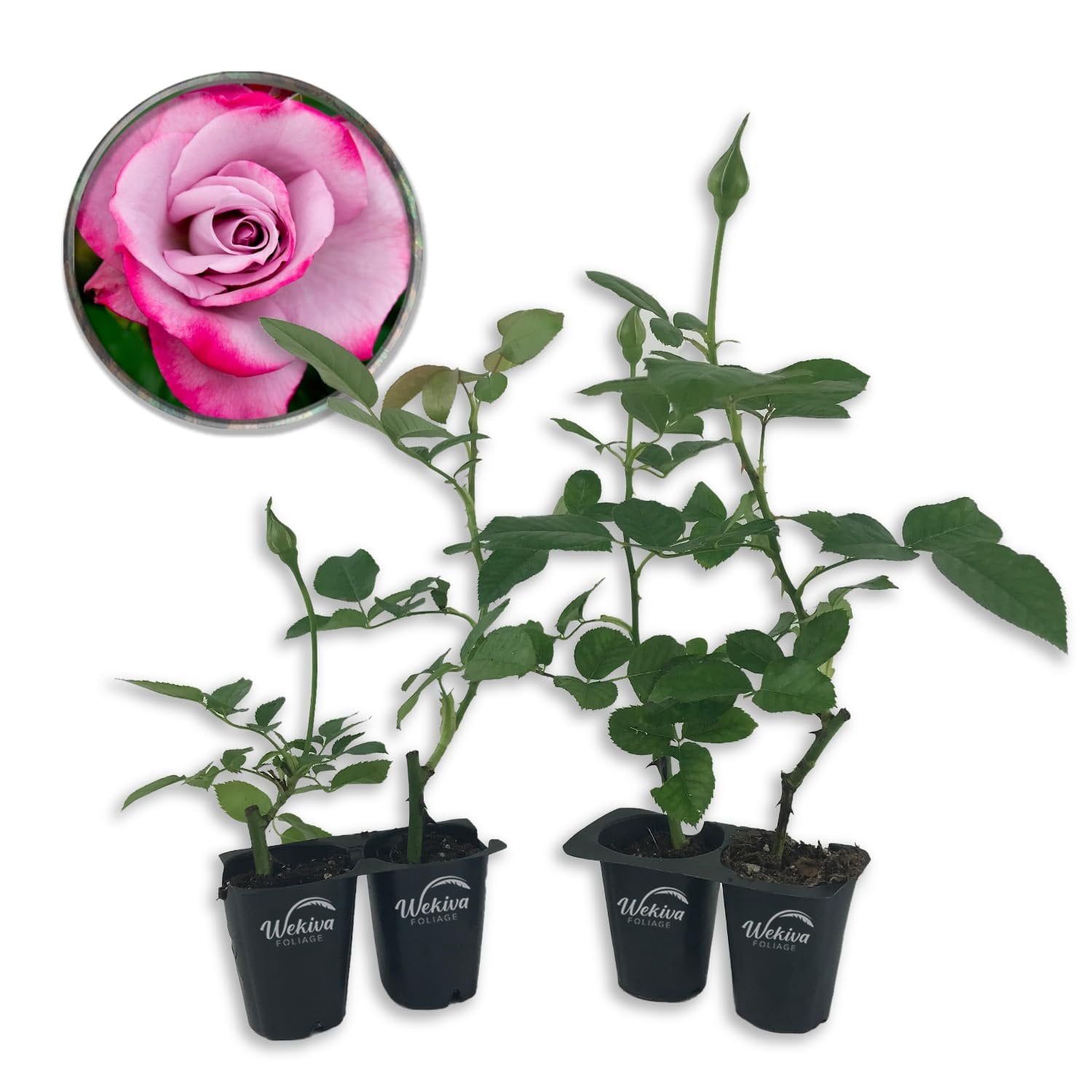Paradise Rose Bush - 4 Live Starter Plants in 2 Inch Pots - Beautifully ...