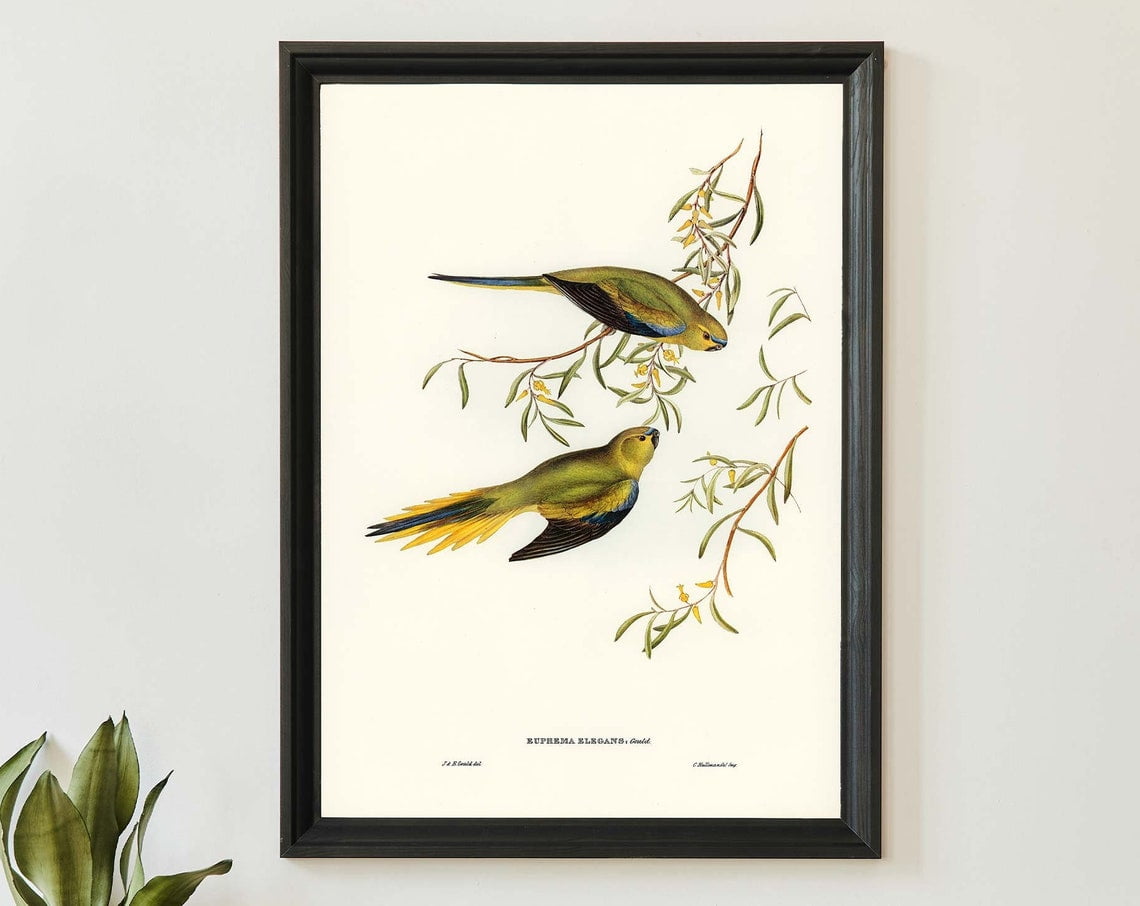 Parakeet Bird Art Print, John Audubon Parrot, Elizabeth Gould Vintage ...