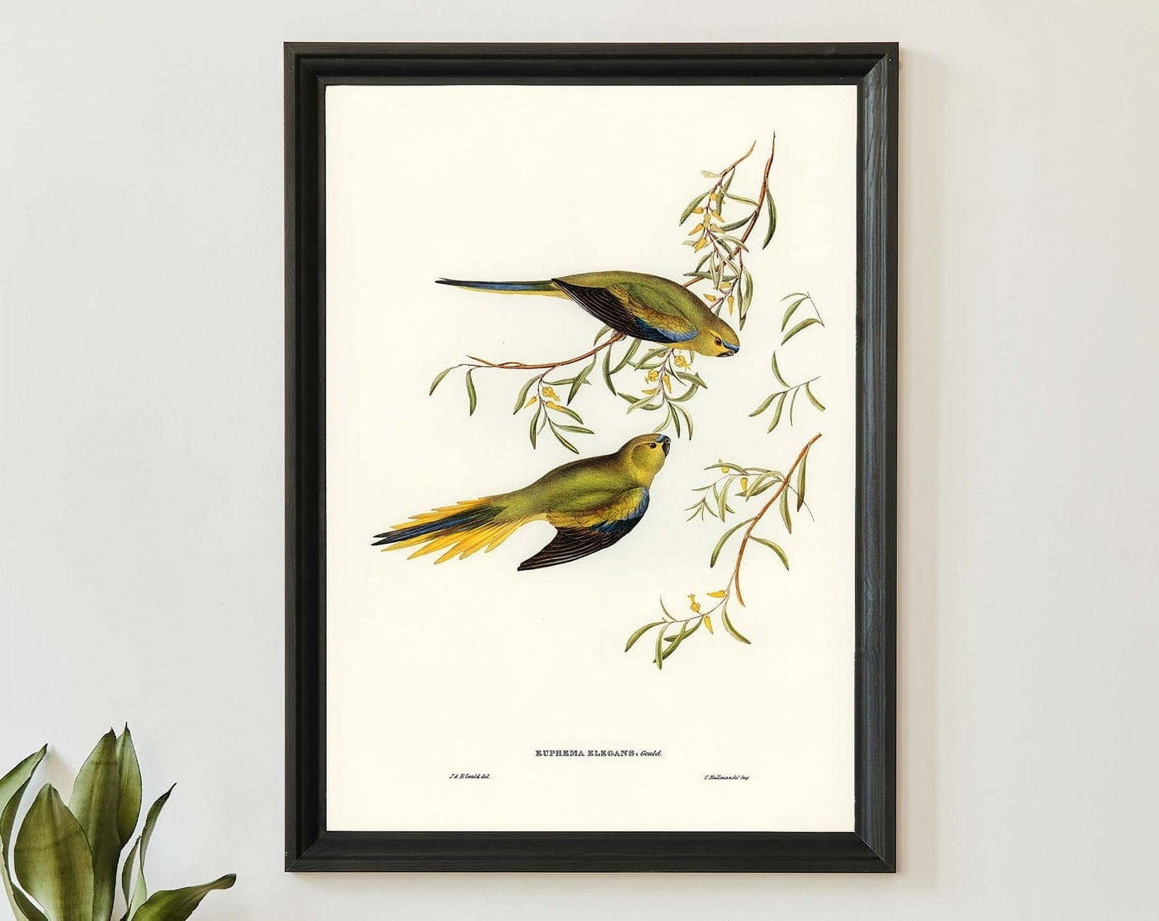 Parakeet Bird Art Print, John Audubon Parrot, Elizabeth Gould Vintage ...
