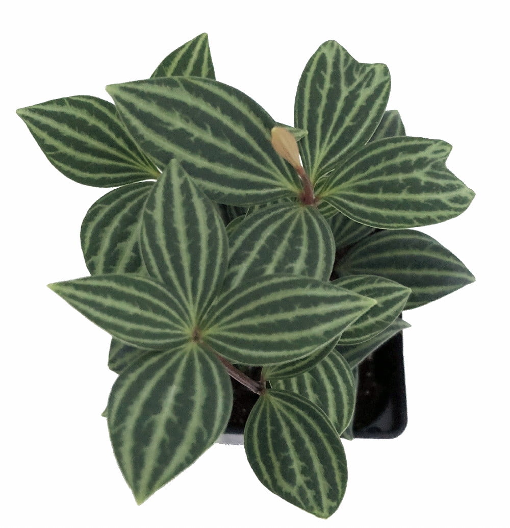 Parallel Peperomia puteolata - 4" Pot - Walmart.com