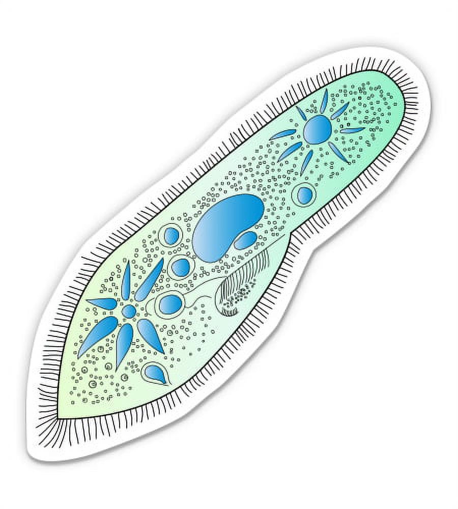 Paramecium Colorful Biology Science - 12" Vinyl Sticker Waterproof ...