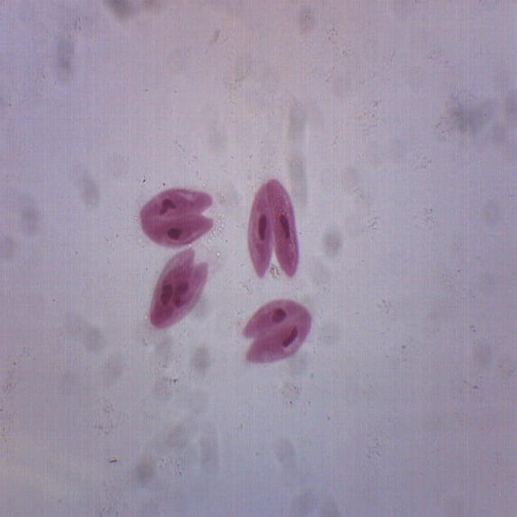 Paramecium Conjugation, Whole Mount - Prepared Microscope Slide - 75 x ...