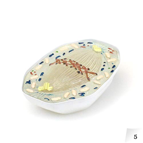 Parco Scientific PB00160 Animal Mitosis 3D Model | 9 Stage Mitosis ...