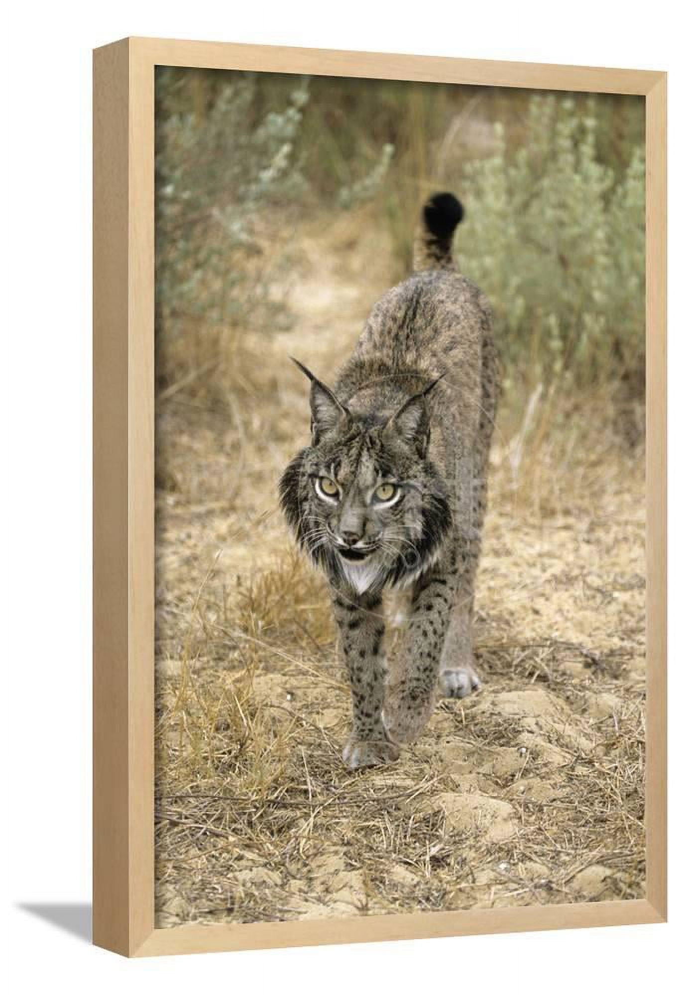 Pardel Lynx, Iberian Lynx, Animals Framed Art Print Wall Art Sold by ...
