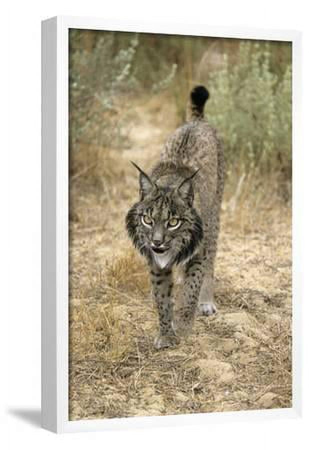 Pardel Lynx, Iberian Lynx, Animals Framed Art Print Wall Art Sold by ...