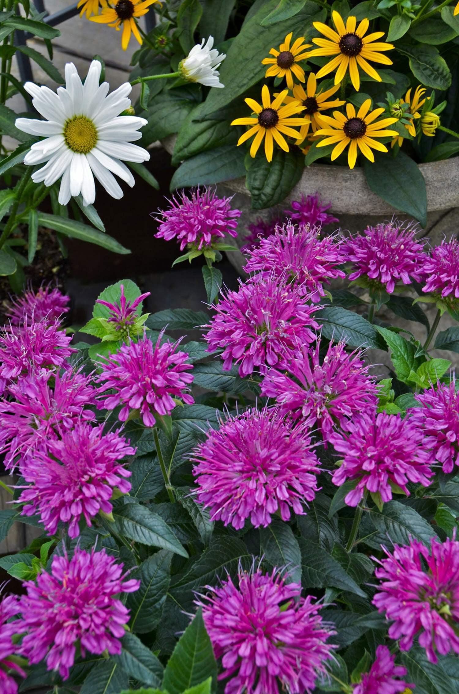 Pardon My Purple Bee Balm, Fragrant Fuchsia Flowers, Attracts ...