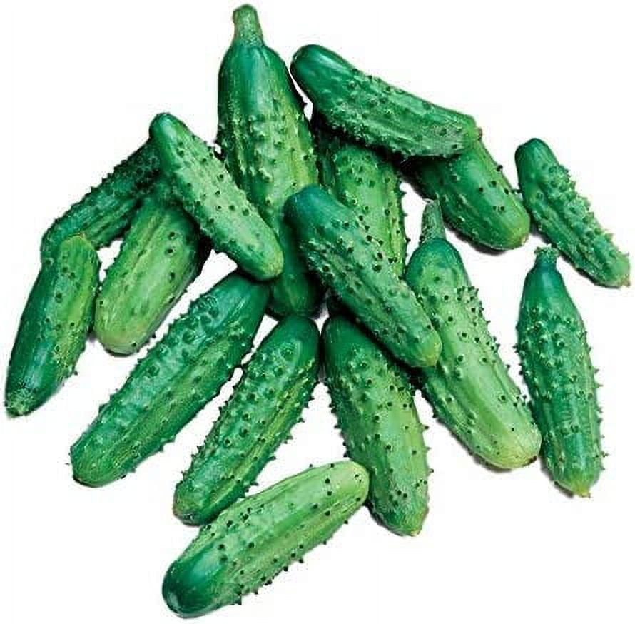 Parisian Gherkin Cucumber Seeds for Planting (20 Seeds) - Delicious and Easy to Grow - Walmart.com