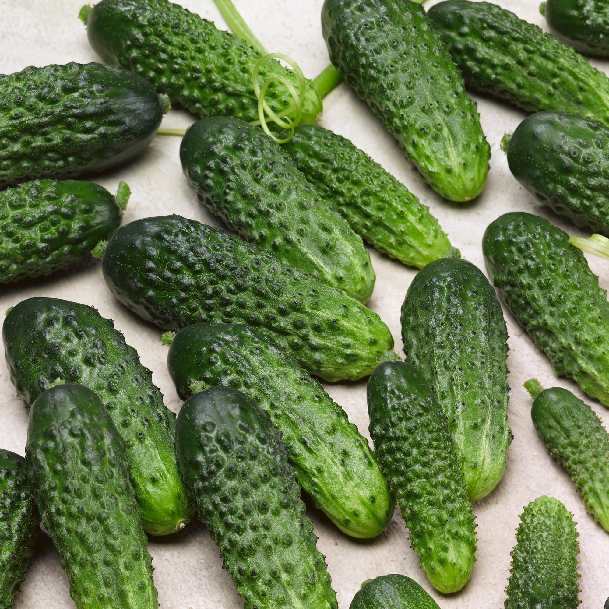 Parisian Pickle Cucumber Seeds - 1 Lb ~15200 Seeds - Non-GMO, Heirloom ...